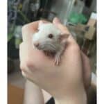 Do Rats Have Bones? (And What Do They Look Like?) (2023)