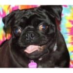 5 Best Pug Breeders in Oregon! (2024)