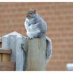 Squirrel Teeth Guide: Everything You Need To Know! (2023)