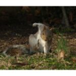 Squirrel Teeth Guide: Everything You Need To Know! (2023)