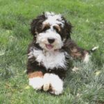 Top 9 Bernedoodle Breeders in Utah! (2024)