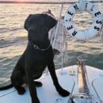 4 Best Cane Corso Breeders in Alabama! (2023)
