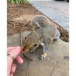 Squirrel Teeth Guide: Everything You Need To Know! (2023)