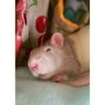 11 Facts About The Husky Rat! (2024)