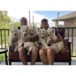 5 Best Samoyed Breeders in Texas! (2023)