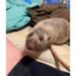 How High Can Rats Jump? (Myths And Facts) (2023)