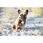 4 Best French Bulldog Breeders in Massachusetts! (2023)