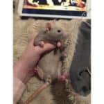 What Does Rat Taste Like? (And How Do You Cook It?) (2024)