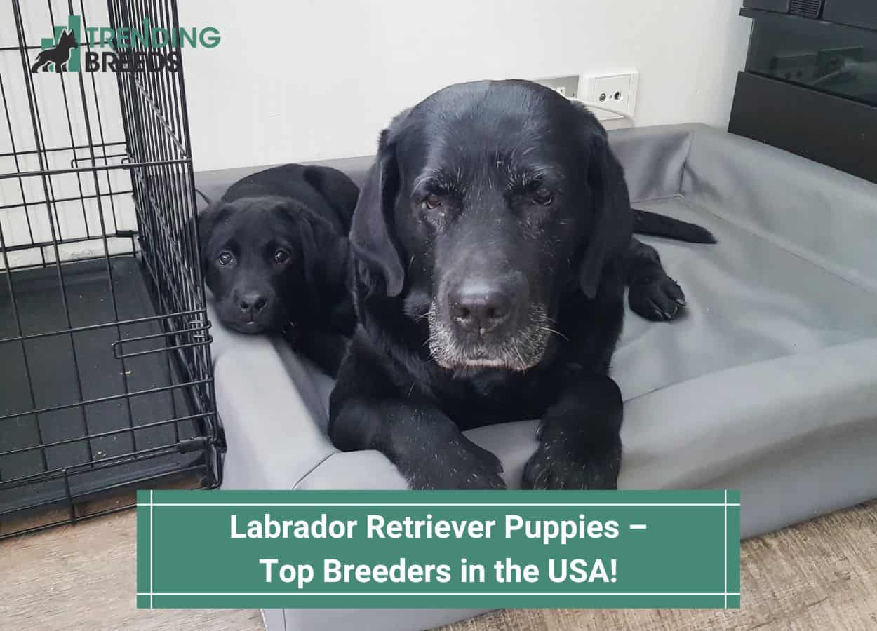 Labrador Retriever Puppies – Top 7 Breeders in the USA! (2024)