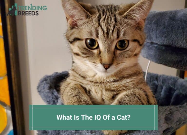 What Is The IQ Of A Cat? How Smart Are Cats? (2024)