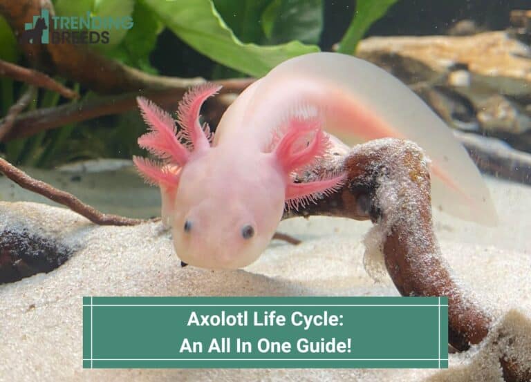 Axolotl Life Cycle: An All In One Guide! (2024)