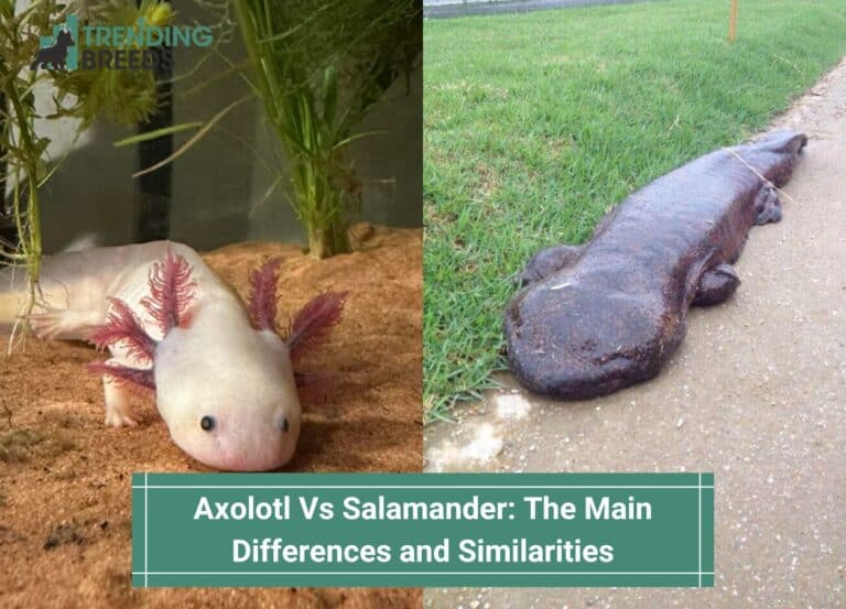 Axolotl Vs Salamander: The Main Differences and Similarities! (2024)
