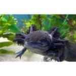 Axolotl Life Cycle: An All In One Guide! (2024)