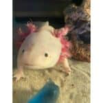 Axolotl Life Cycle: An All In One Guide! (2024)