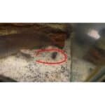 How Many Times Does Axolotl Poop | Trending Breeds