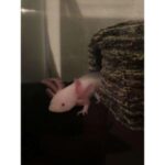 The Ultimate Guide to Hatching Axolotl Eggs! (2023)