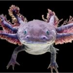 The Ultimate Guide to Hatching Axolotl Eggs! (2023)