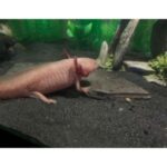 The Ultimate Guide to Hatching Axolotl Eggs! (2023)