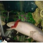 The Ultimate Guide to Hatching Axolotl Eggs! (2023)