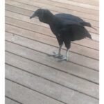 All 12 Birds of Prey in Michigan! (Species ID Guide) (2023)