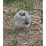 All 11 Birds of Prey in Tennessee! (Species ID Guide) (2023)