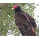 All 13 Birds of Prey in Ohio! (Species ID Guide) (2024)