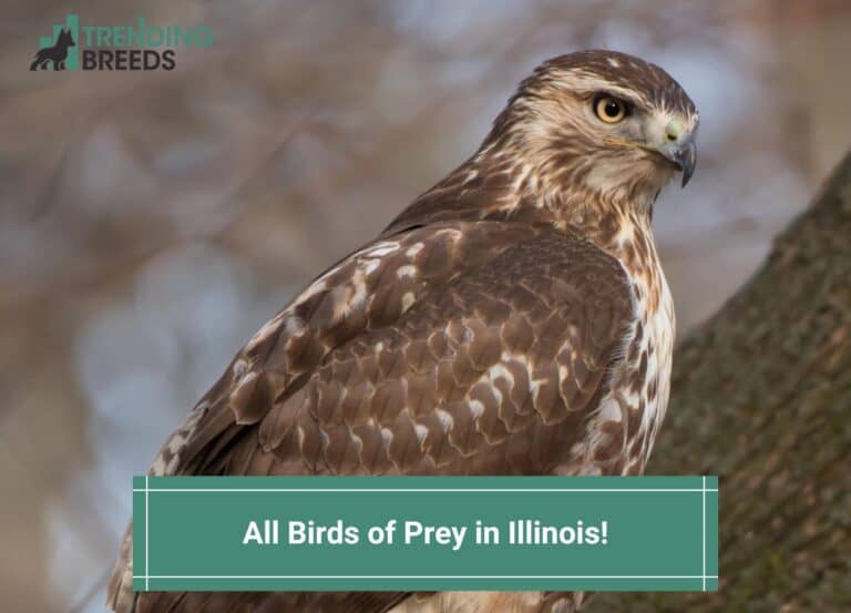 All 13 Birds of Prey in Illinois! (Species ID Guide) (2024)
