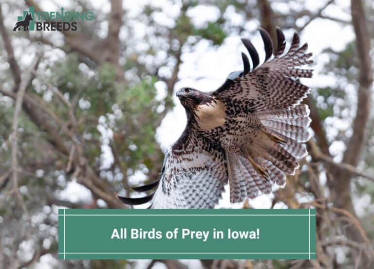 All 13 Birds of Prey in Iowa! (Species ID Guide) (2024)