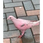 How to Use Anti-Freeze to Kill Pigeons? (2024)